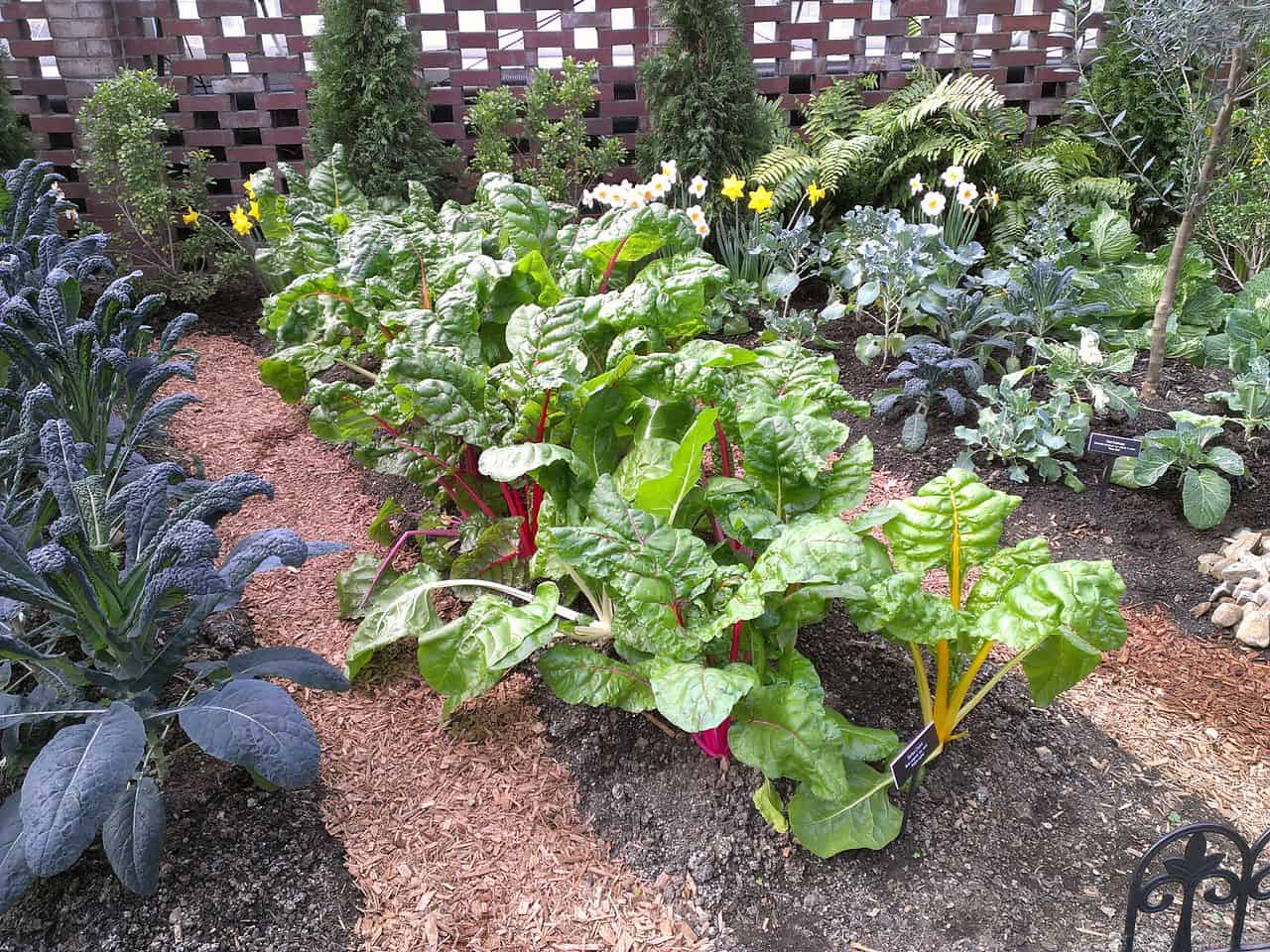 SLO Botanical Garden Presents Water Wise Vegetable Gardening
