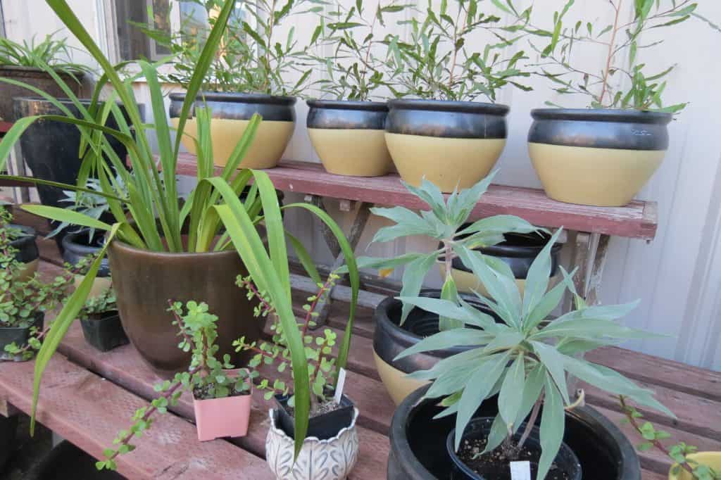 Achievement House Joins Thursday Night Farmers’ Market