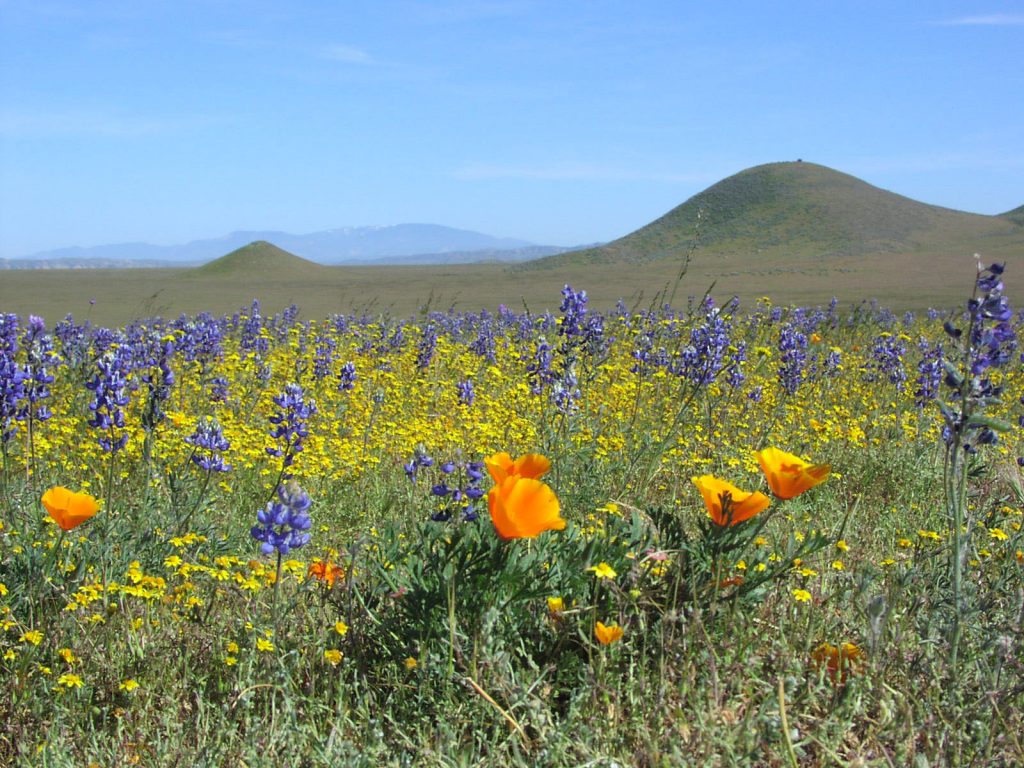 SLO Botanical Garden Founder's Walk and Talk | San Luis Obispo Chamber ...